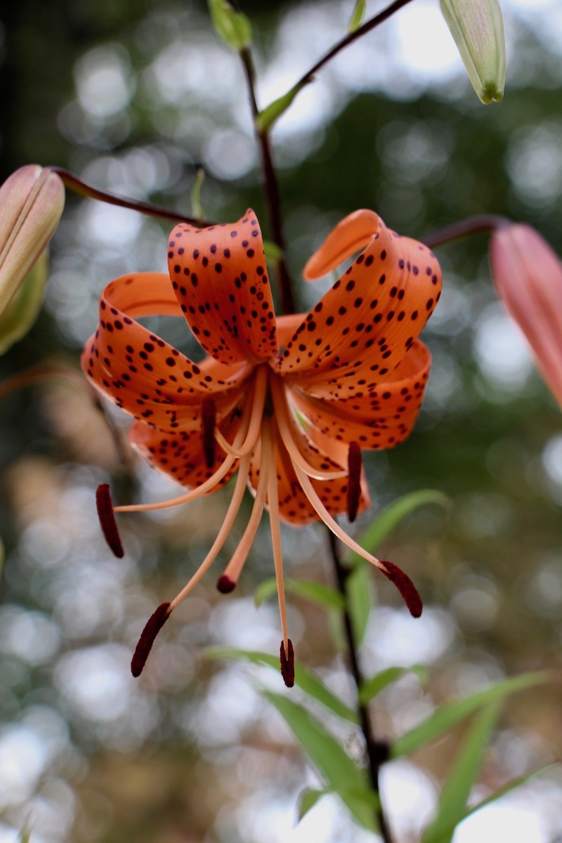 The Polchar | Aviemore, Scotland Country Retreat